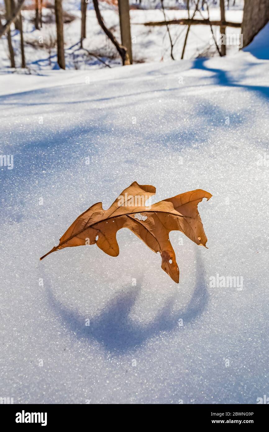 White Oak, Quercus alba, leaf fallen from tree and sitting atop snow at ...