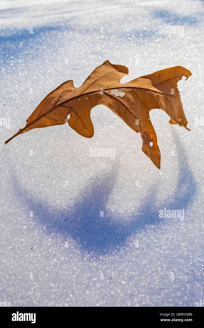 White Oak, Quercus alba, leaf fallen from tree and sitting atop snow at ...