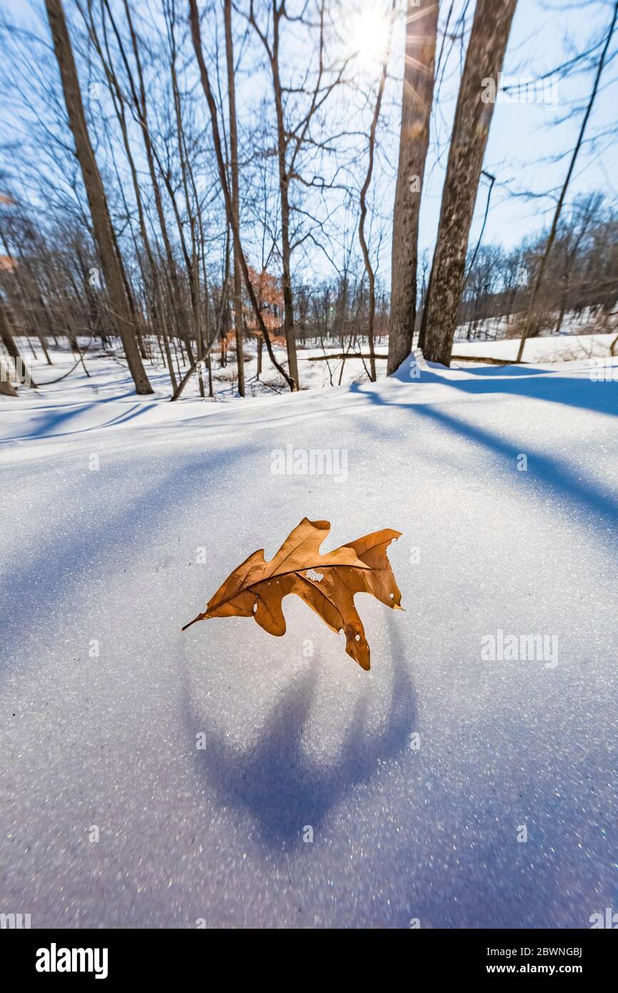 White Oak, Quercus alba, leaf fallen from tree and sitting atop snow at ...