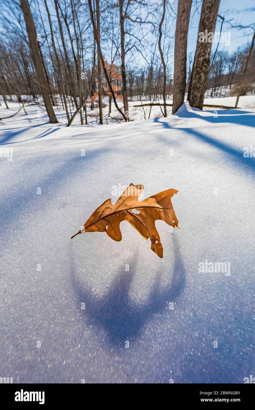 White Oak, Quercus alba, leaf fallen from tree and sitting atop snow at ...