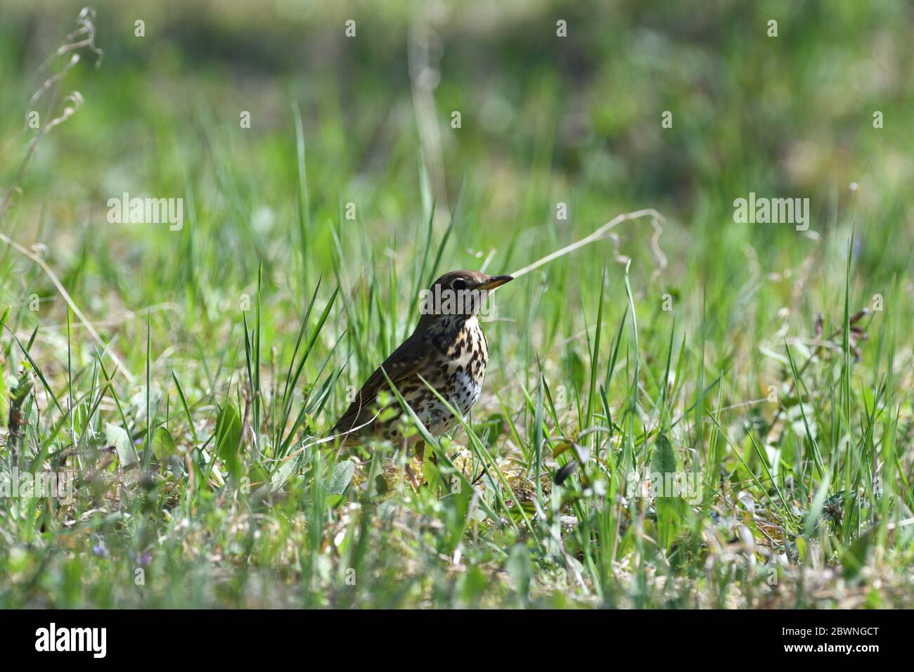 Portrait of the song thrush bird walking in green grass Stock Photo - Alamy
