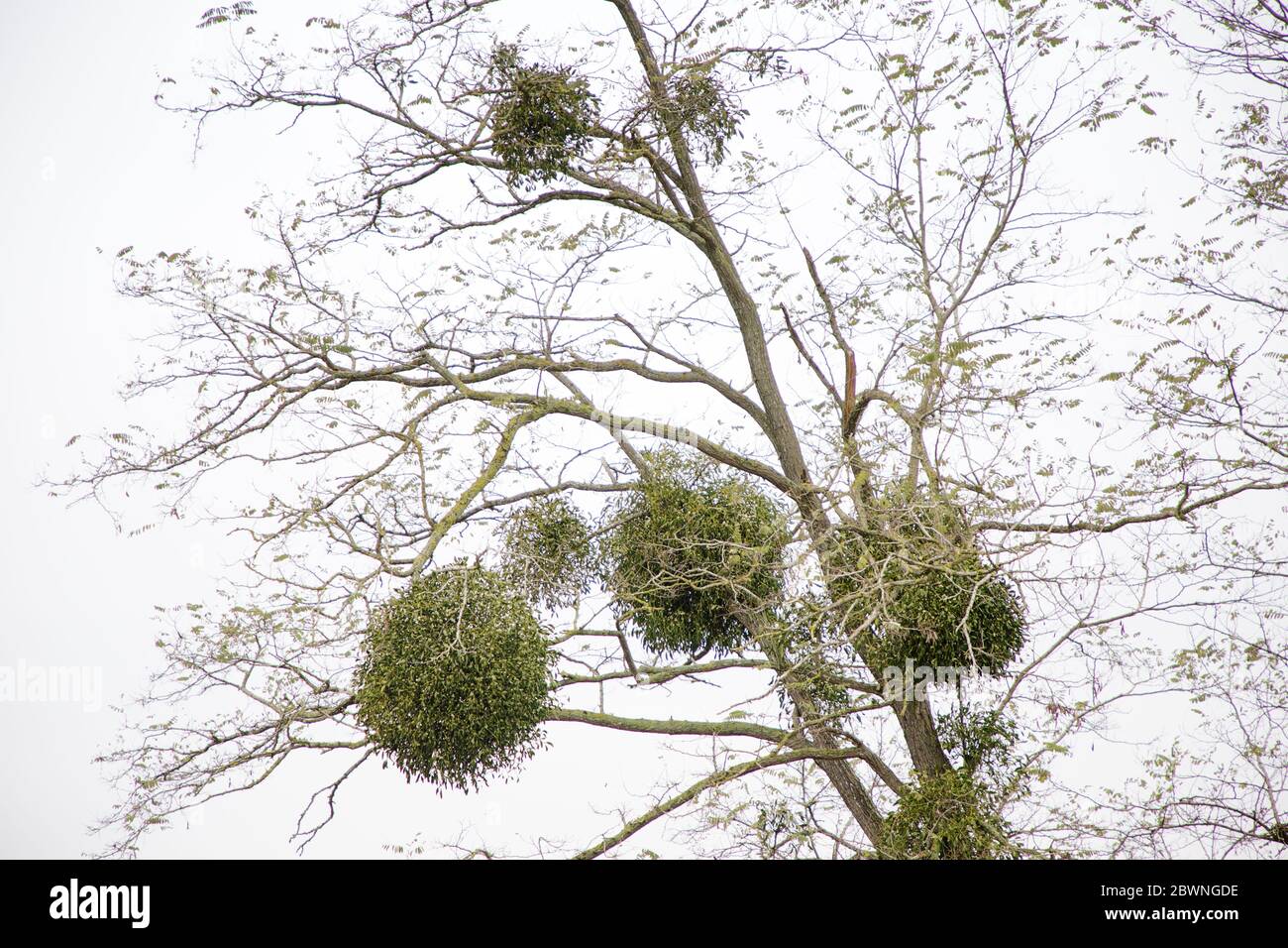 mistletoe on a tree in winter time the tree has no leaves on it Stock ...