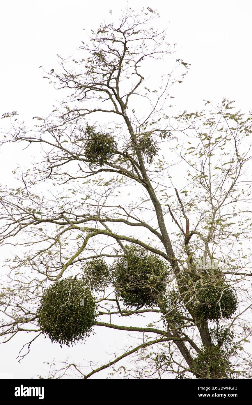 mistletoe on a tree in winter time the tree has no leaves on it Stock ...