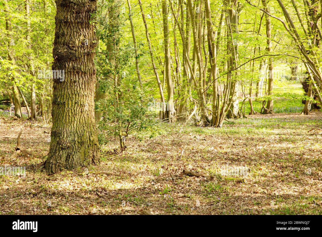British wildlife path scenic trees hi-res stock photography and images ...