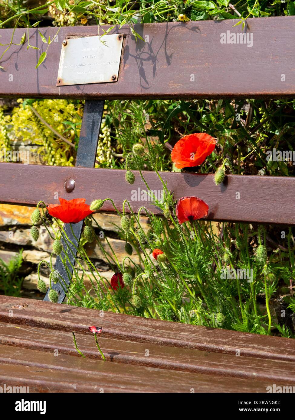 poppies growing through a memorial bench, Padstow, Cornwall, UK Stock ...