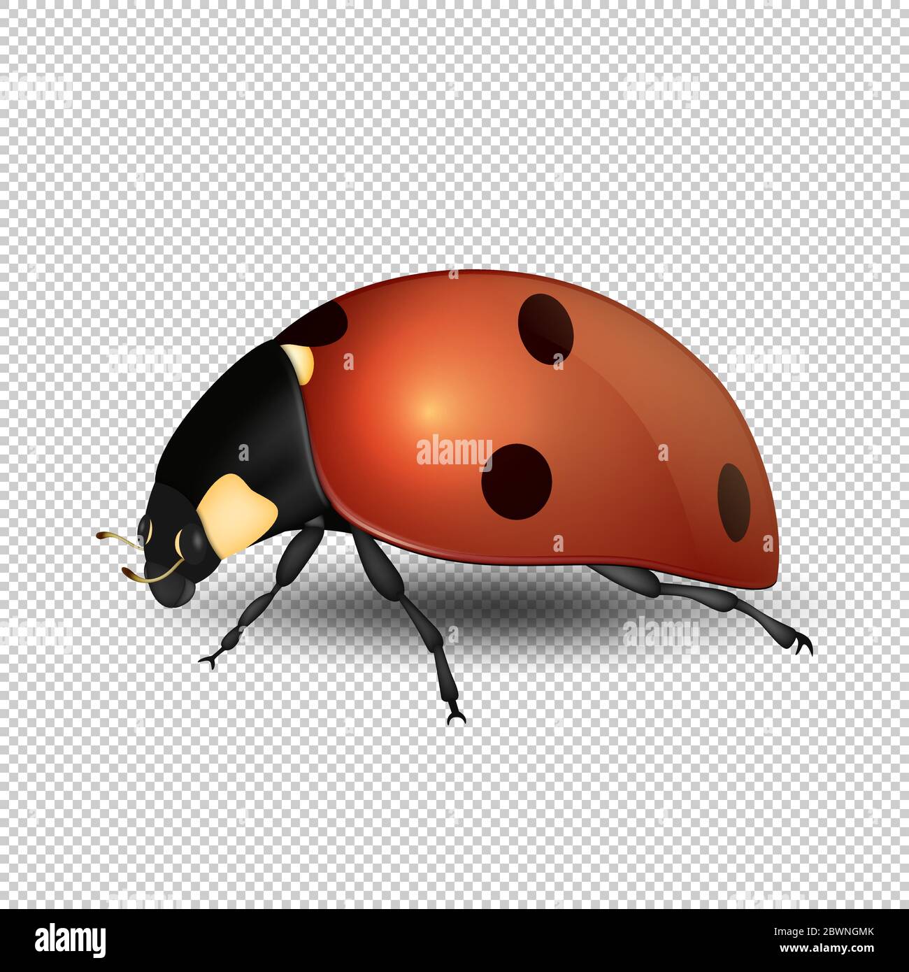 Vector close-up realistic ladybug insect icon isolated. Design template ...