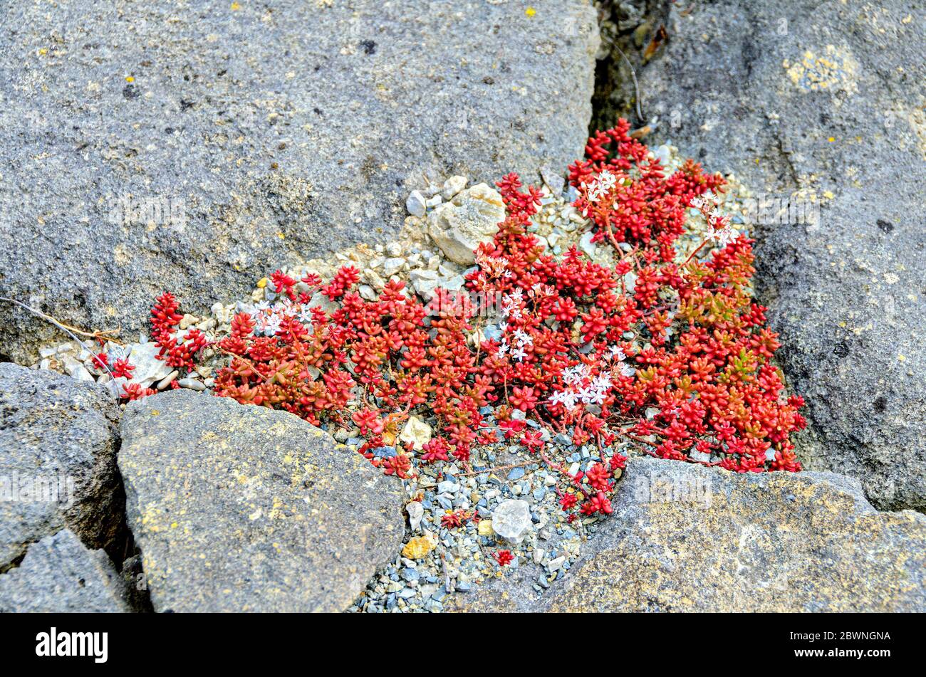 Rock stonecrop hi-res stock photography and images - Alamy