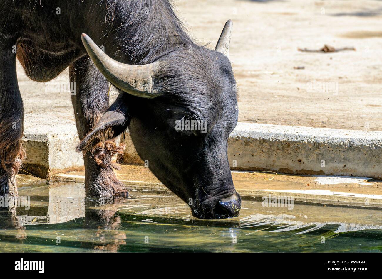 Drinking water basin hi-res stock photography and images - Alamy