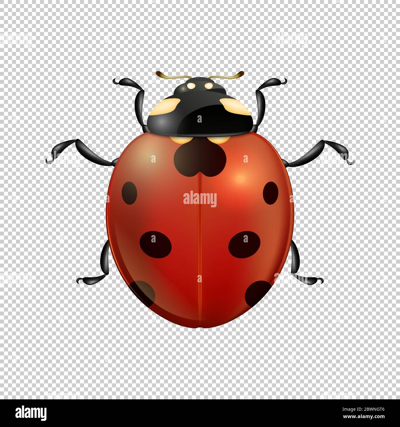 Vector close-up realistic ladybug insect icon isolated. Design template ...