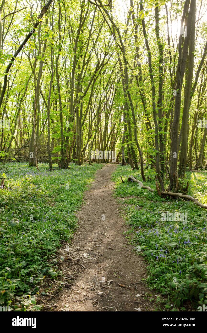 Pathway in the woods hi-res stock photography and images - Alamy