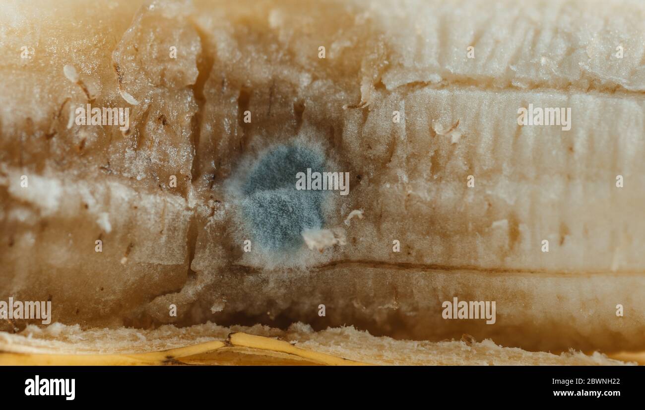 close up pf mold stain on banana surface Stock Photo - Alamy