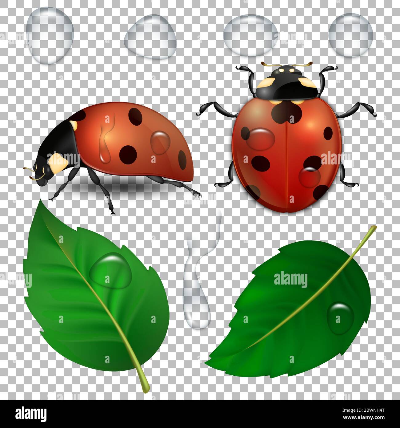 Vector close-up realistic ladybugs, water drops and leaves isolated ...