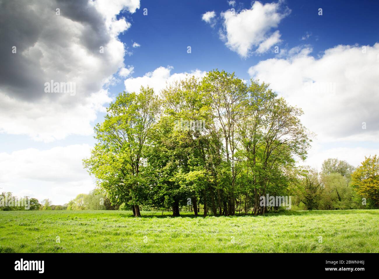 Beautiful tree british countryside hi-res stock photography and images ...