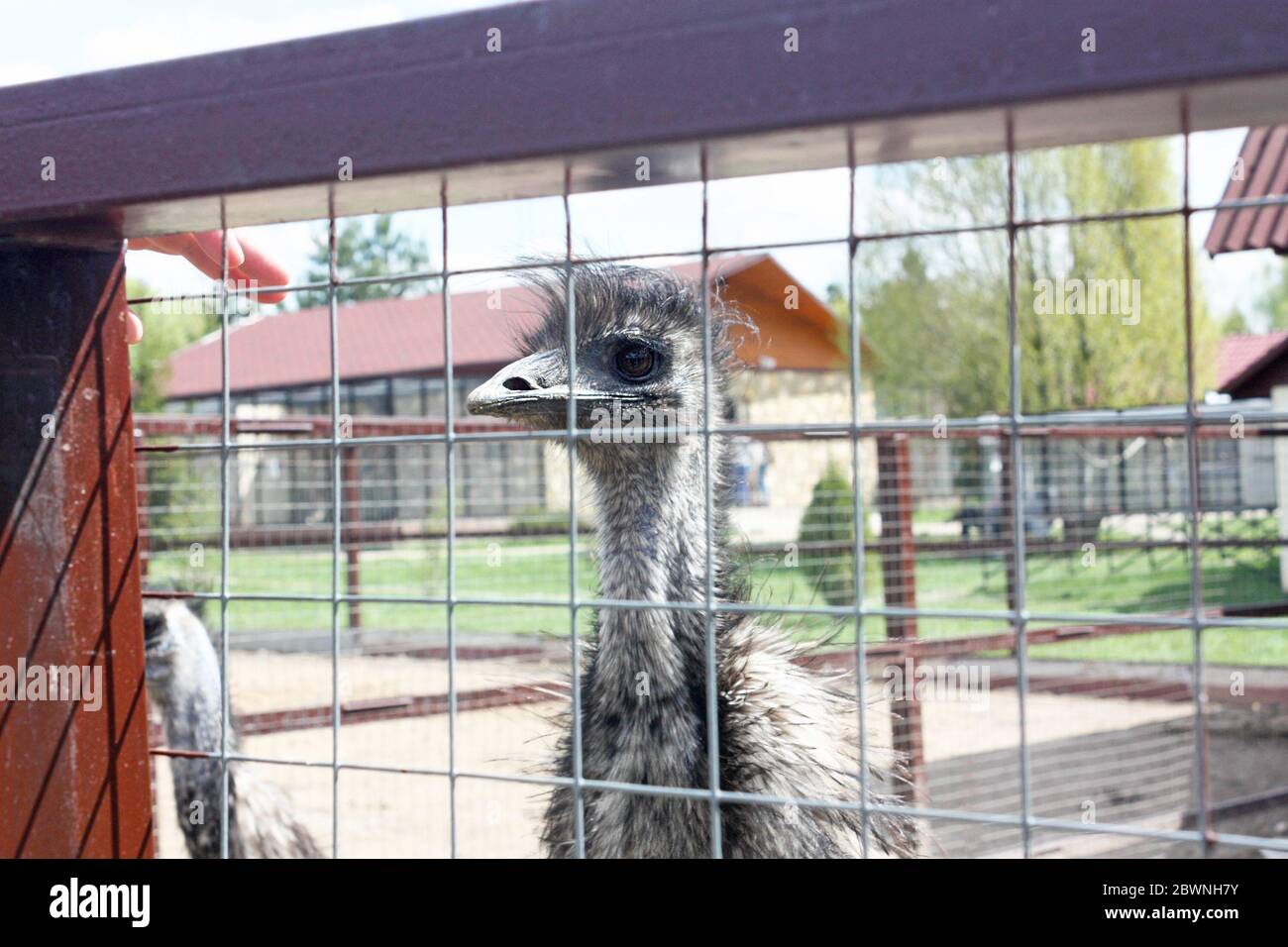 An ostrich stands and looks through a cage in a zoo. Animals in ...