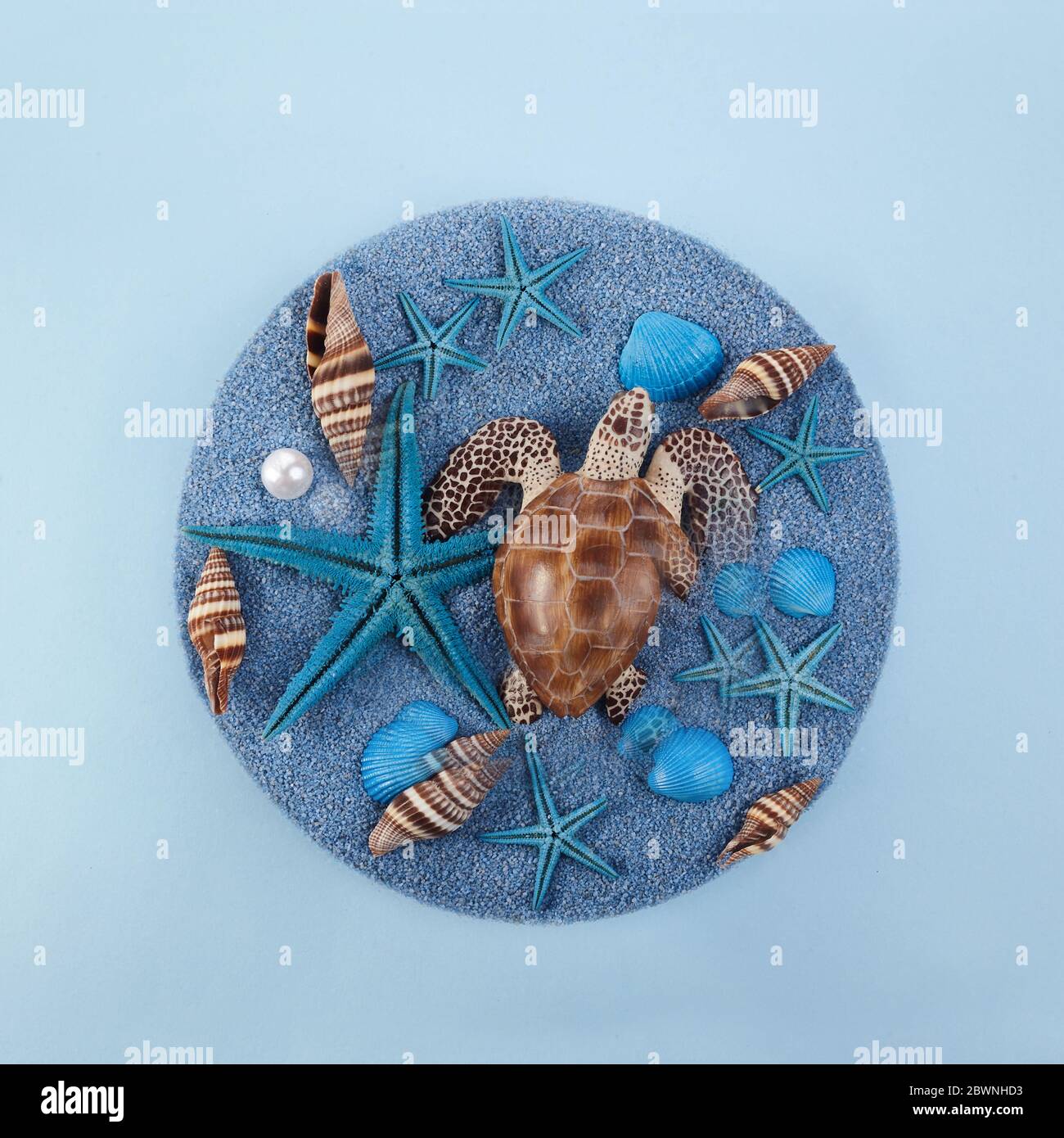 Turtle shell top view hi-res stock photography and images - Alamy