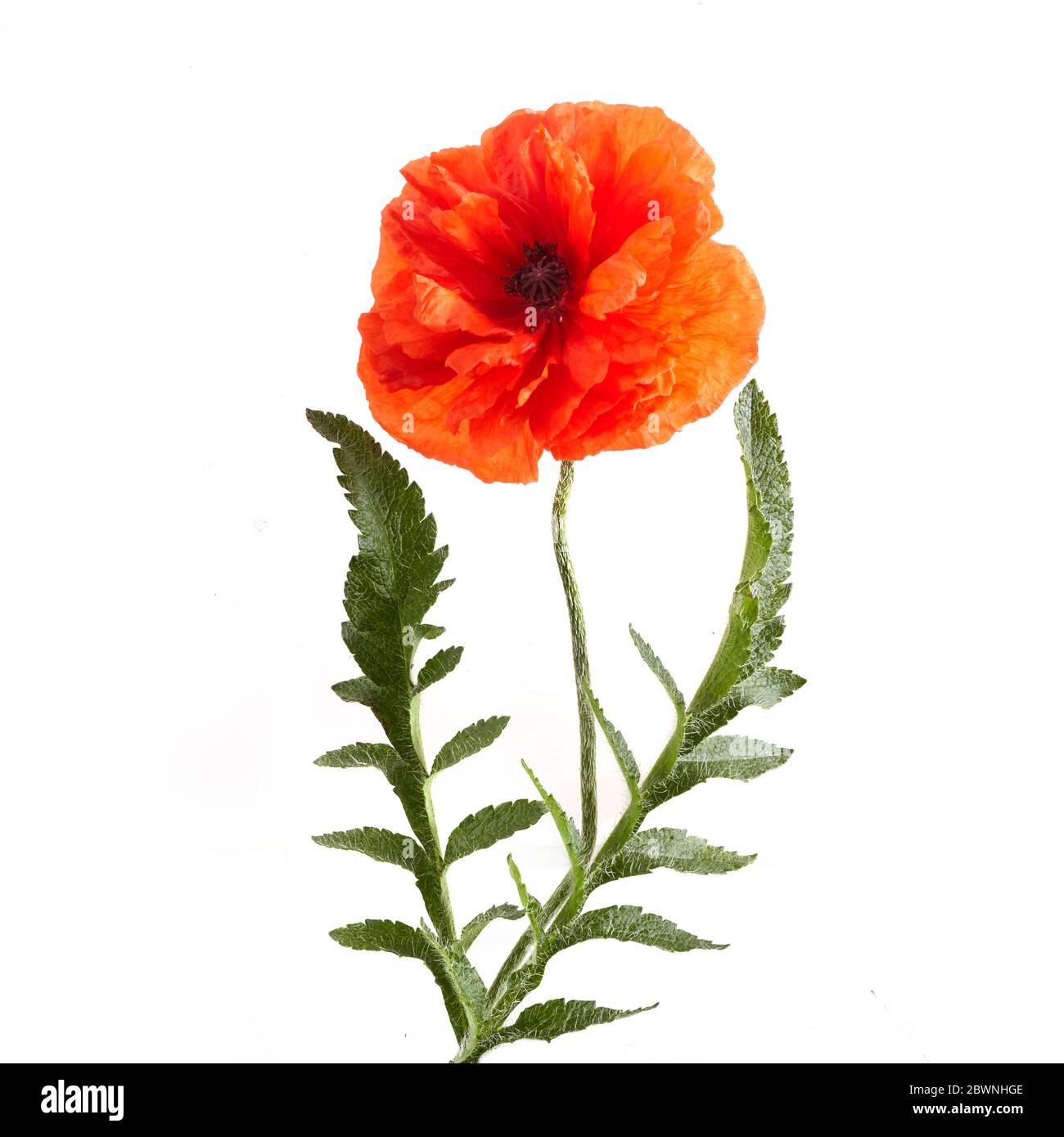Red poppies isolated on white background. Wild spring wildflower ...