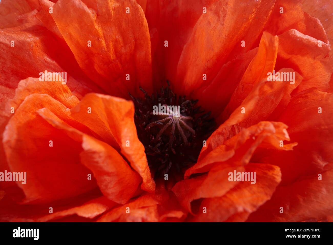 Close up red poppy background. Nature background Stock Photo - Alamy