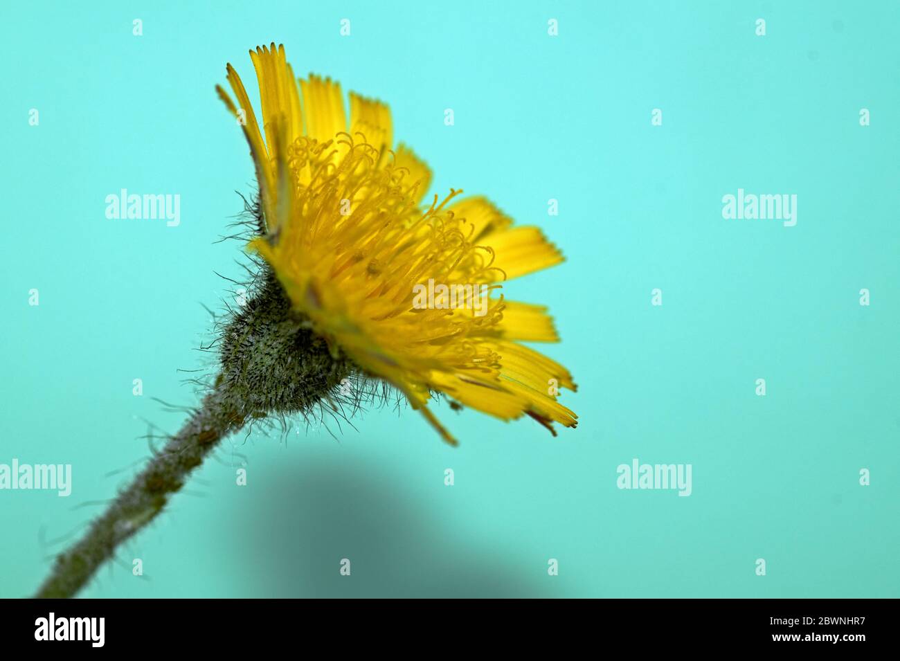 Isolated image of a hieracium,hawkweed flower, that is photographed ...