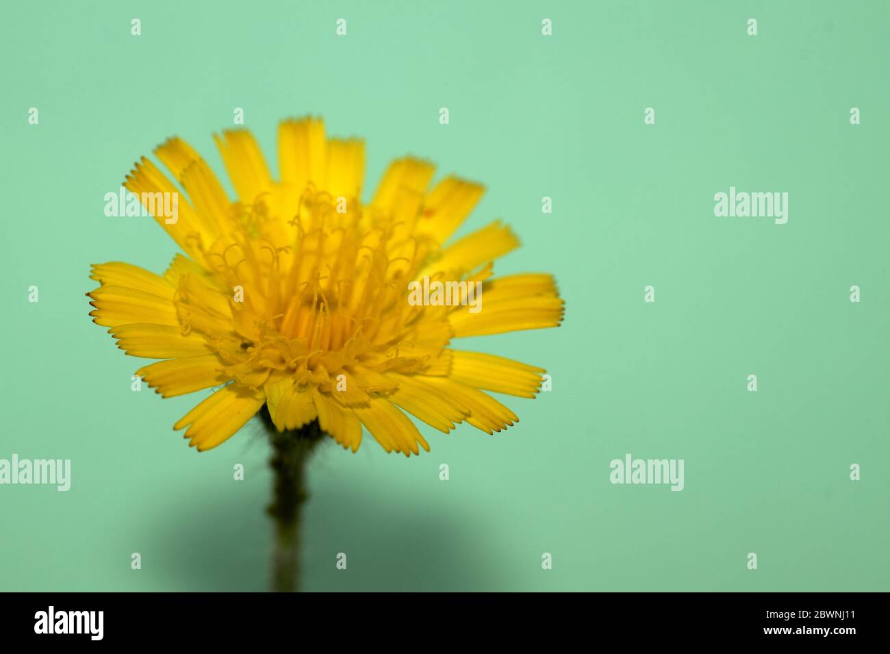 Isolated image of a hieracium,hawkweed flower, that is photographed ...