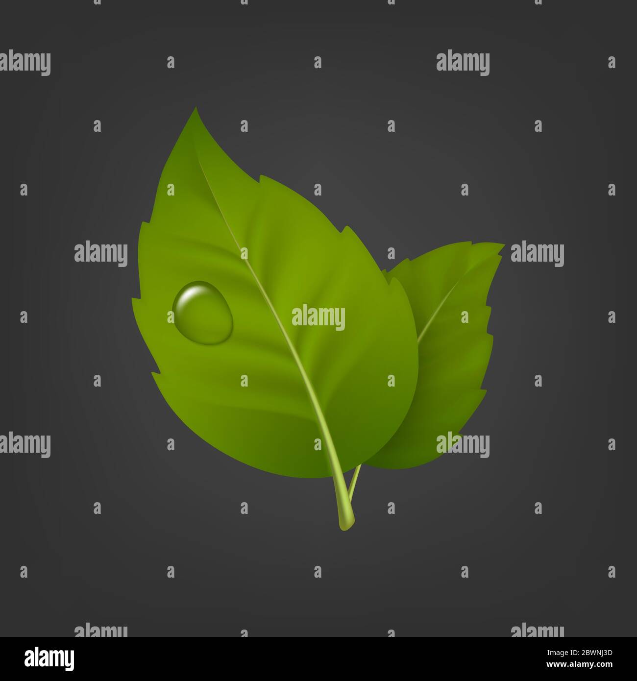 Vector background with green leaf pair and drop of dew. Realistic icon ...