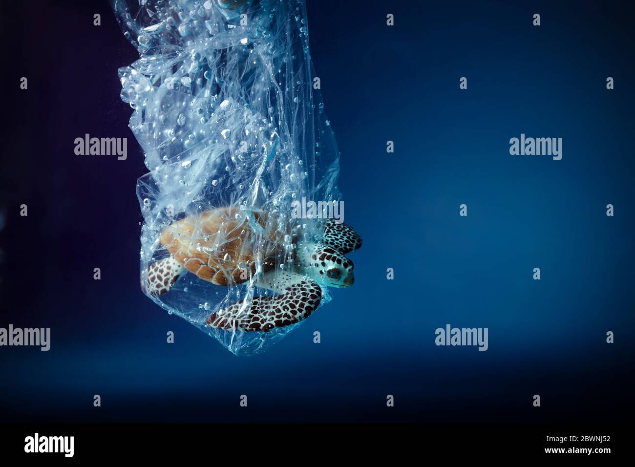 Turtle in plastic bag in ocean. Platic pollution problem. World oceans ...