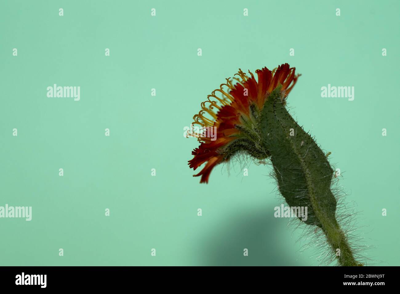 Isolated image of a hieracium,hawkweed flower, that is photographed ...