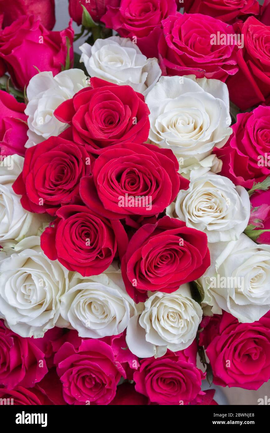 Multi-colored bouquet of red, pink and white roses Stock Photo - Alamy