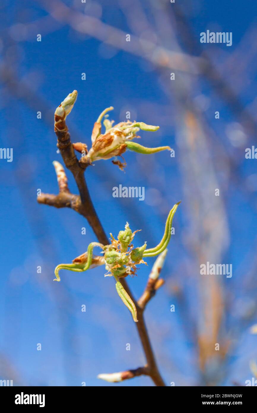 Buds bloom in spring on a pear tree in the garden Stock Photo - Alamy