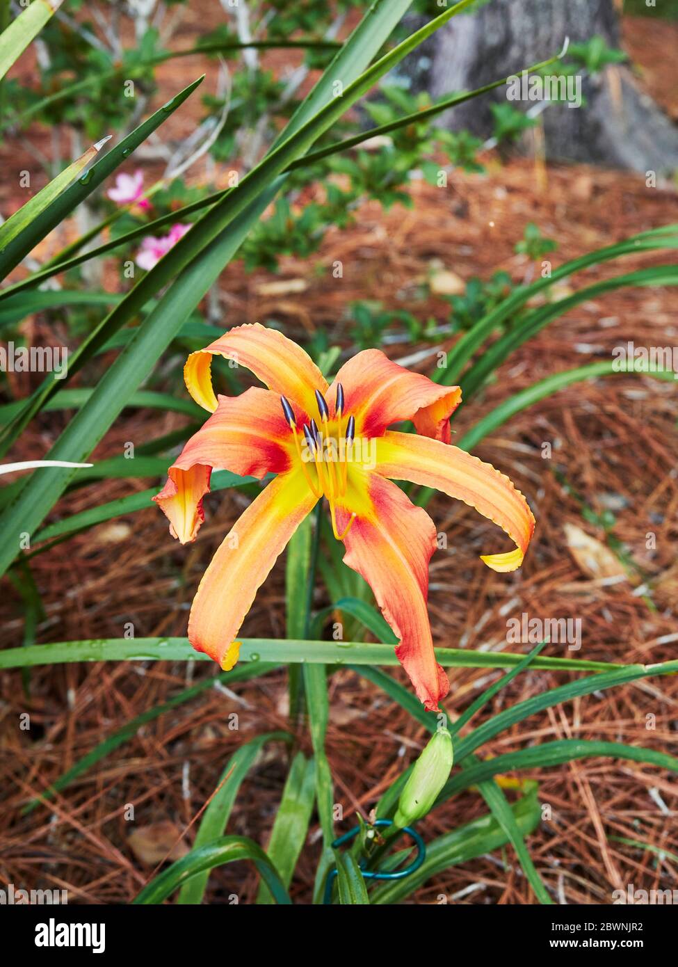 Hemerocallis fulva hi-res stock photography and images - Alamy