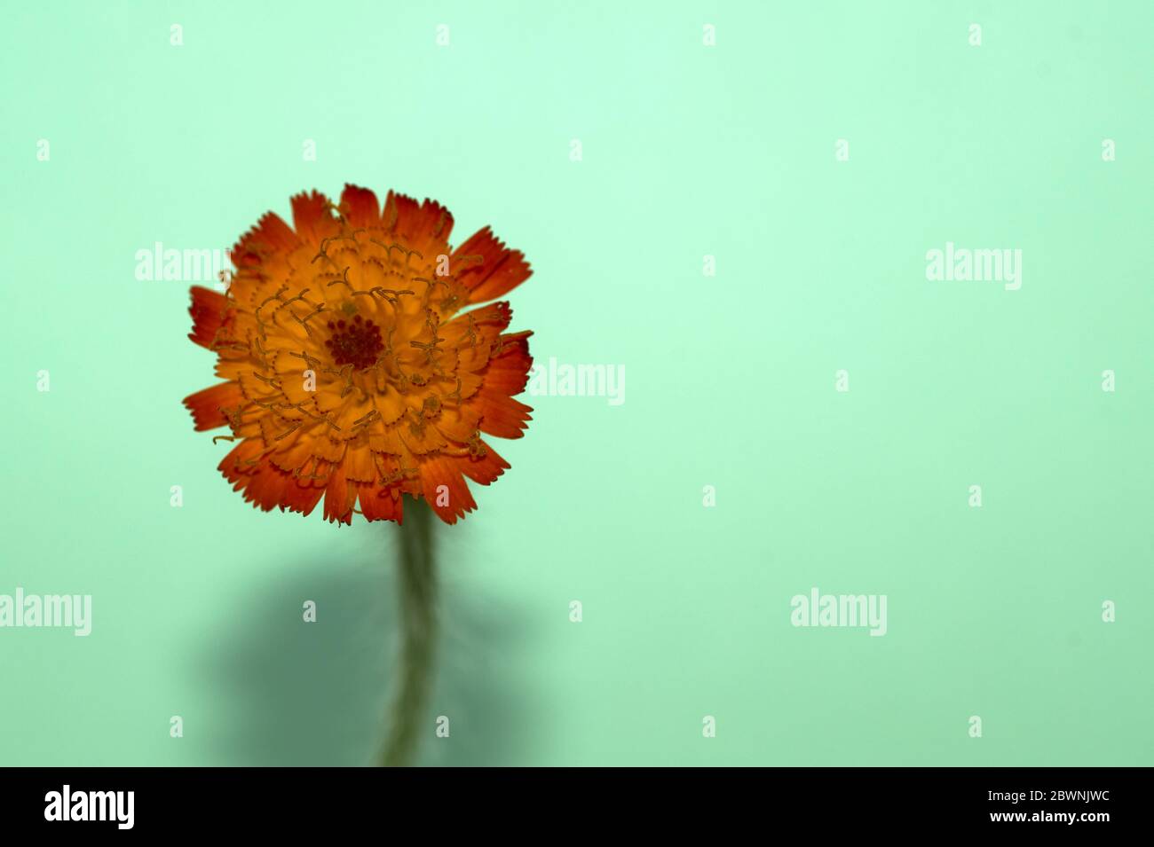 Isolated image of a hieracium,hawkweed flower, that is photographed ...