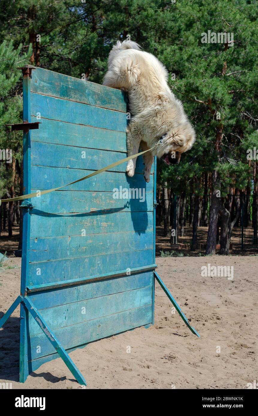 Dog high jump competition hi-res stock photography and images - Alamy