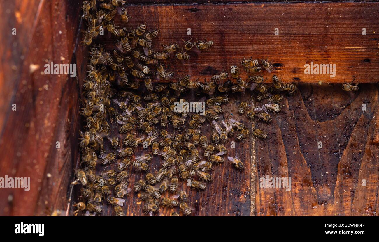 Inside Honey Bee Hive High Resolution Stock Photography and Images - Alamy