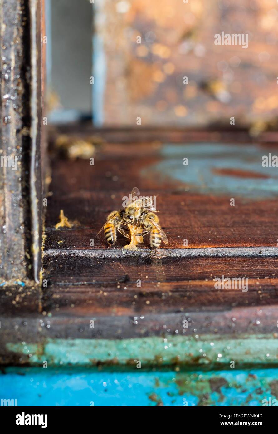 Bee wax scale hi-res stock photography and images - Alamy