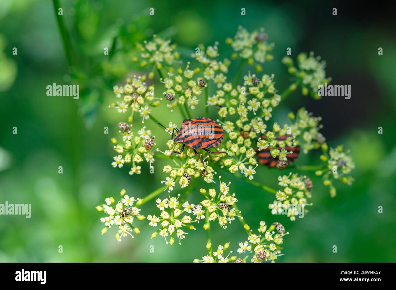 Red striped garden bugs on parsleyRed striped garden bugs on parsley ...