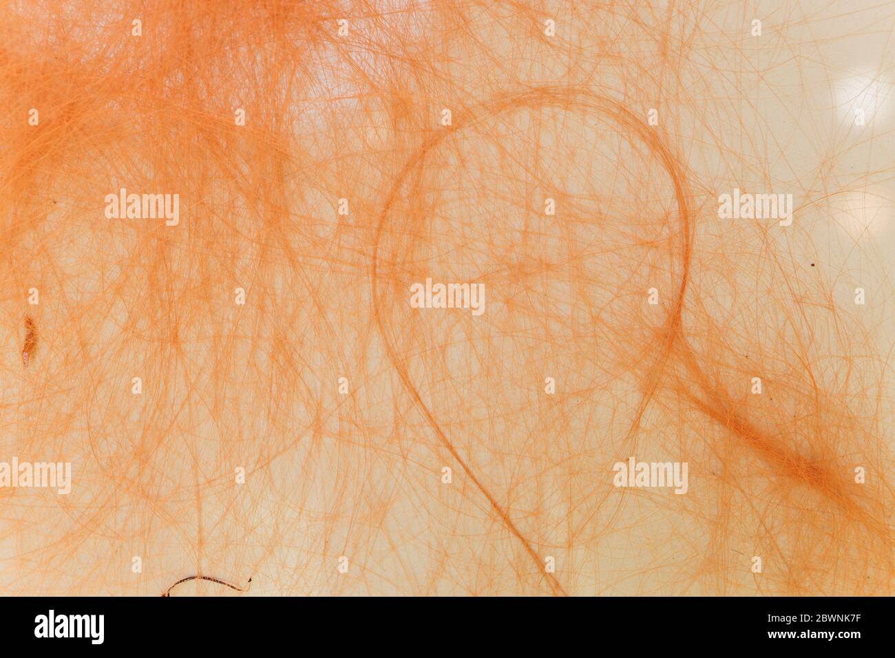 Cut long red hair on the floor in a hairdressing salon, red cutted hair ...