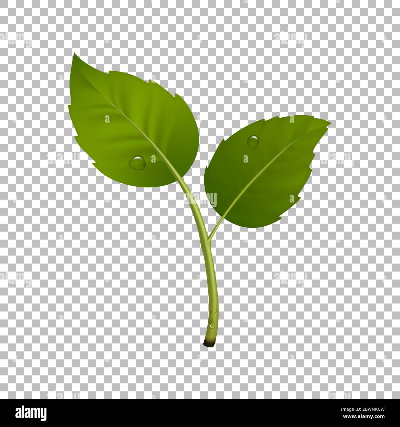 New leaf growing in Stock Vector Images - Alamy