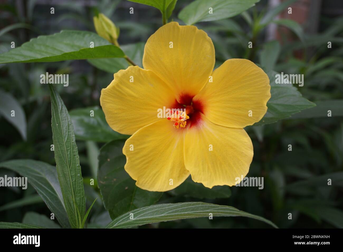 Texas hill country flowers hi-res stock photography and images - Alamy