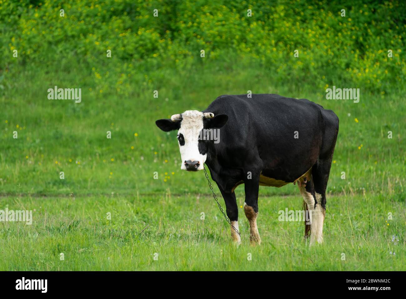 Cow is grazing on a green meadow Stock Photo - Alamy