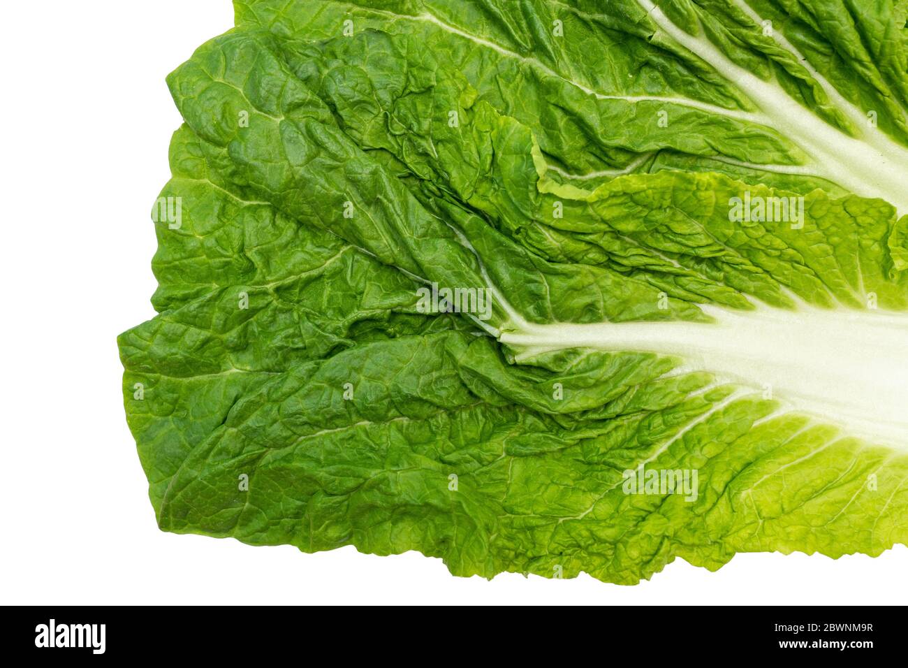 fresh chinese cabbage leaves isolated on a white background Stock Photo ...