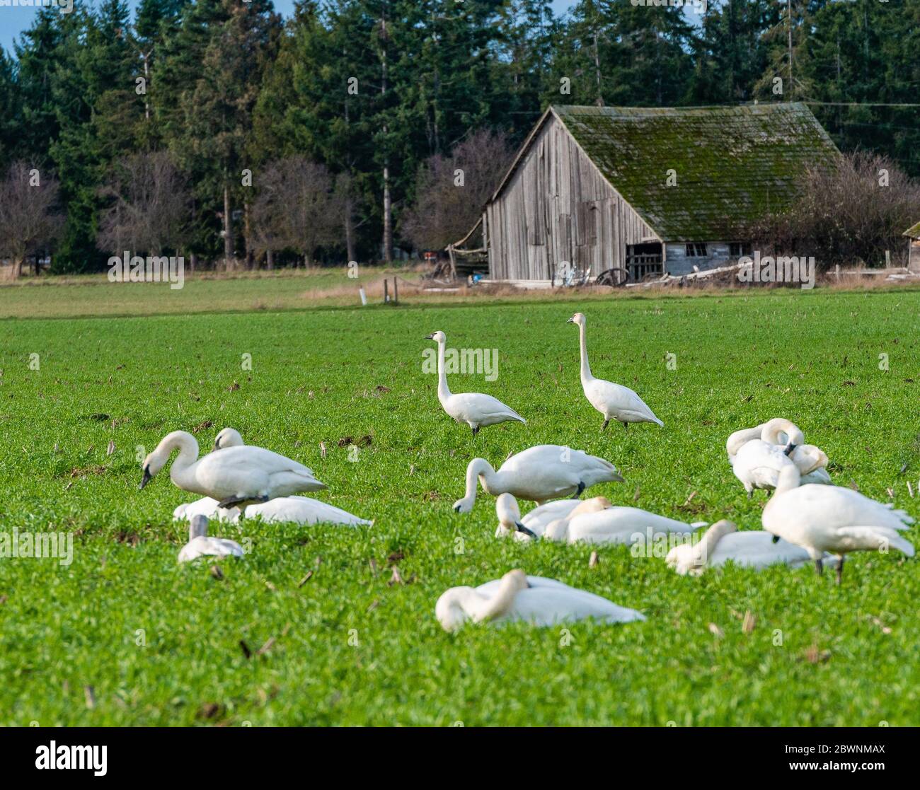 Trumpeter swans on winter feeding grounds at a farm on Washington's ...