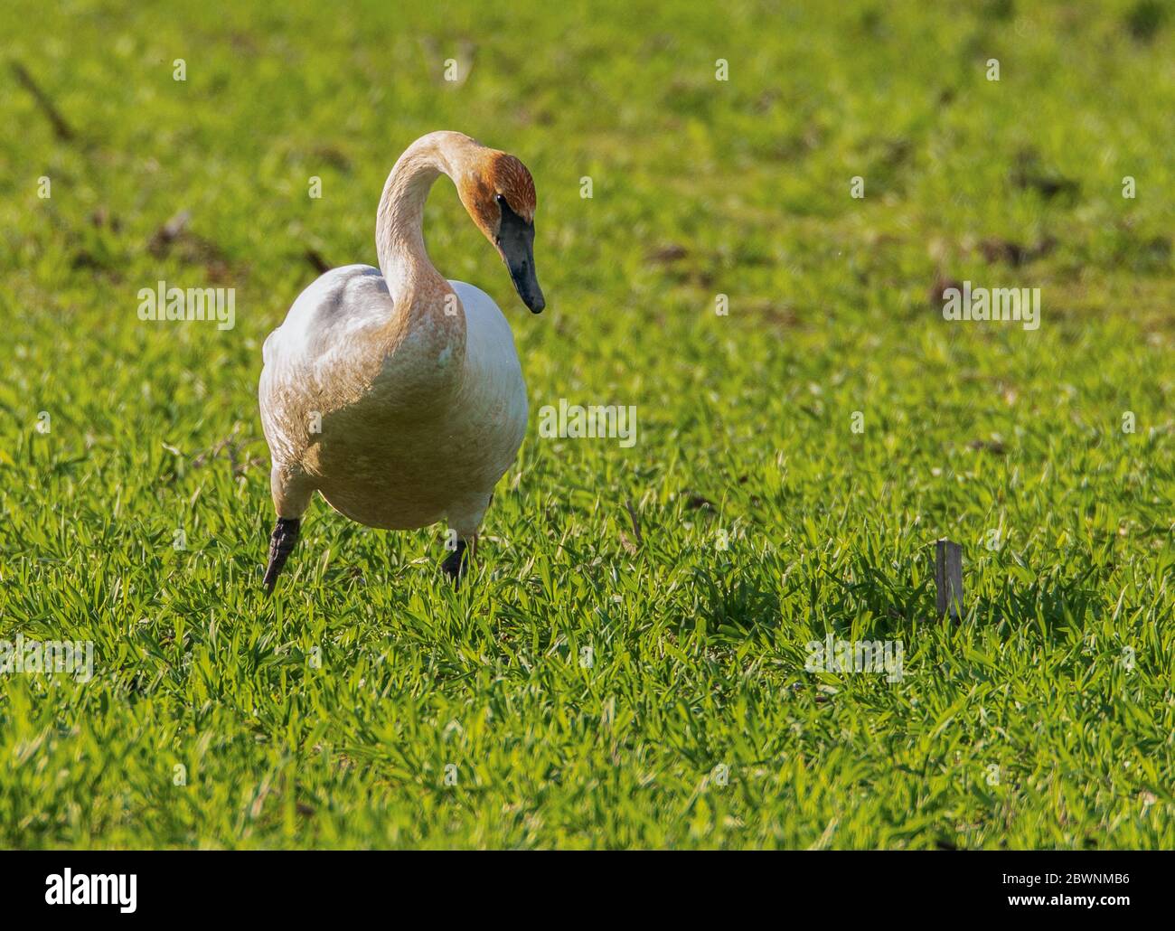 Washingtons olympic peninsula hi-res stock photography and images - Alamy
