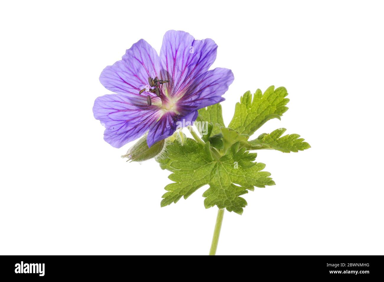 Blue geranium flower and leaves isolated against white Stock Photo - Alamy