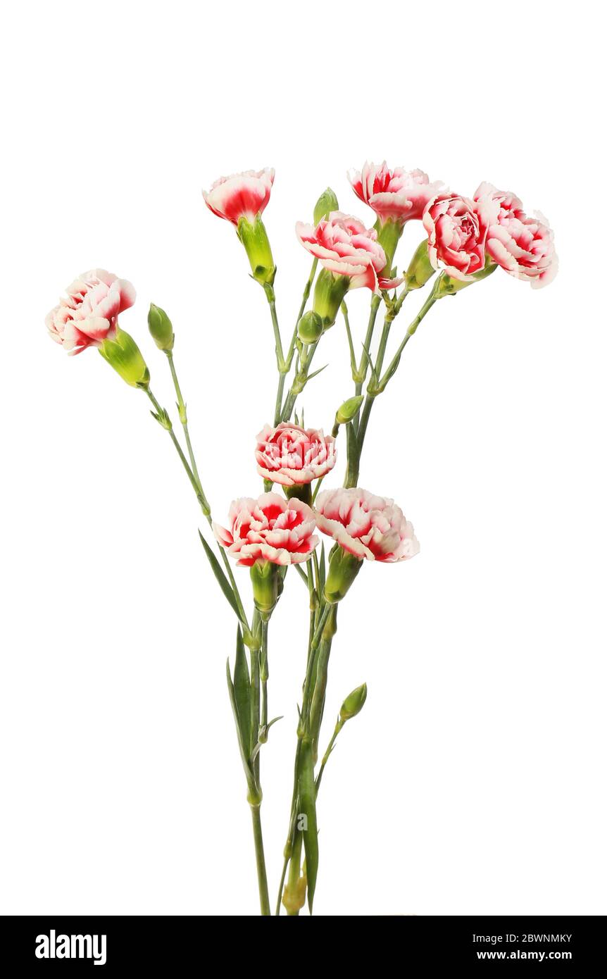 Red and white spray carnation flowers isolated against white Stock ...