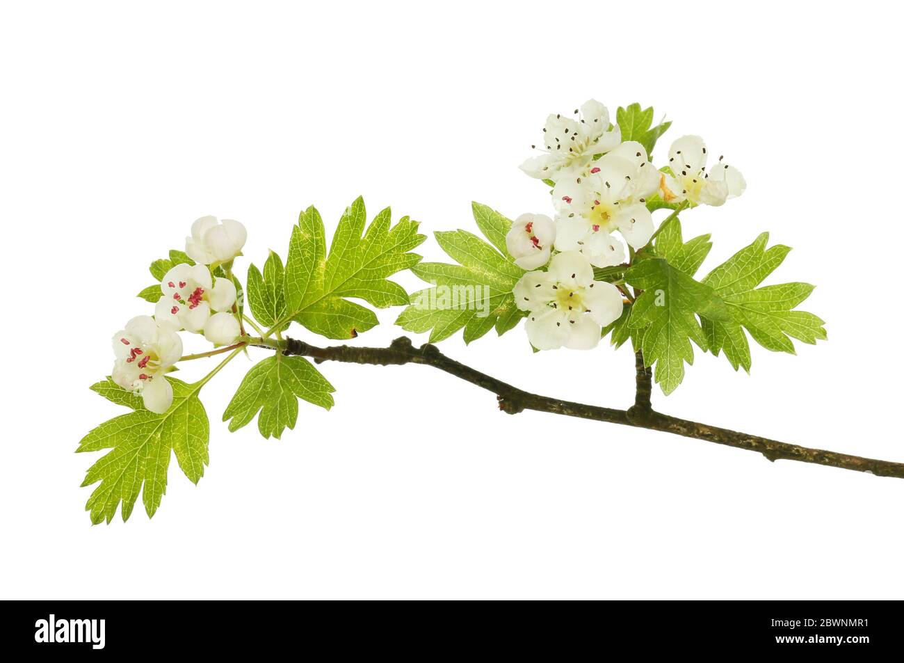 Hawthorn tree blossom Cut Out Stock Images & Pictures - Alamy