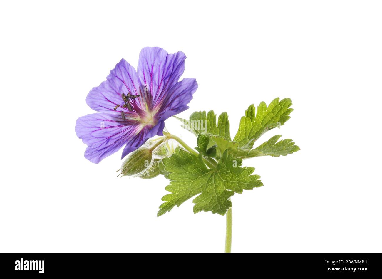 Blue geranium flower, bud and leaves isolated against white Stock Photo ...