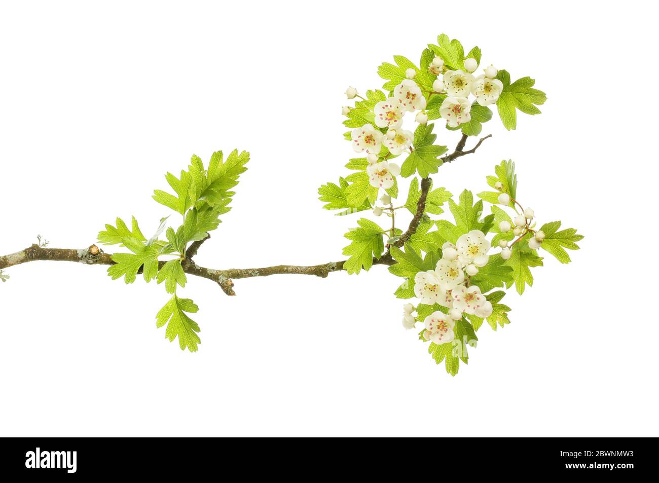 Hawthorn tree blossom Cut Out Stock Images & Pictures - Alamy