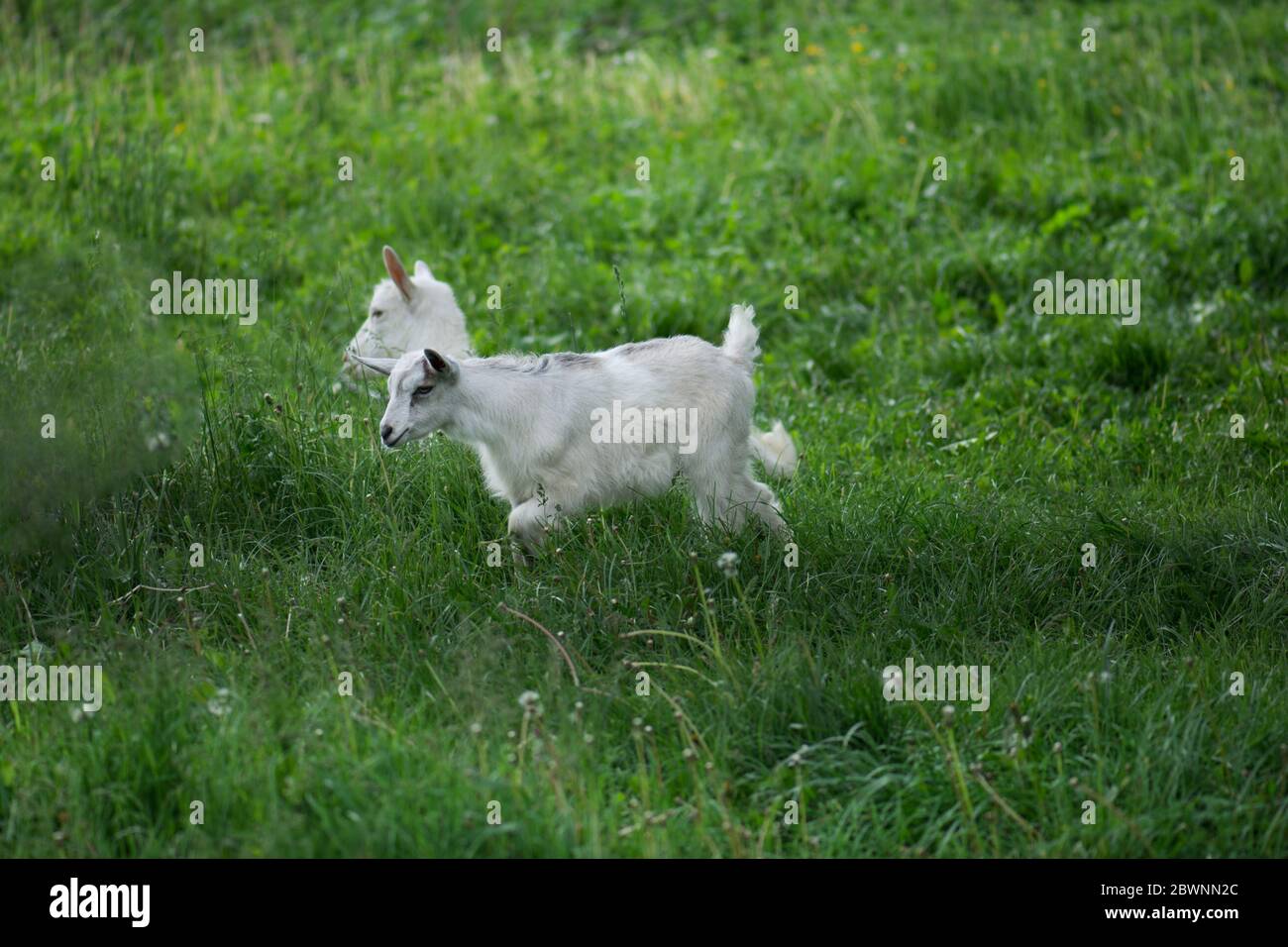 Goat kids playing together. Cute goat grazing on grass. Little kid ...