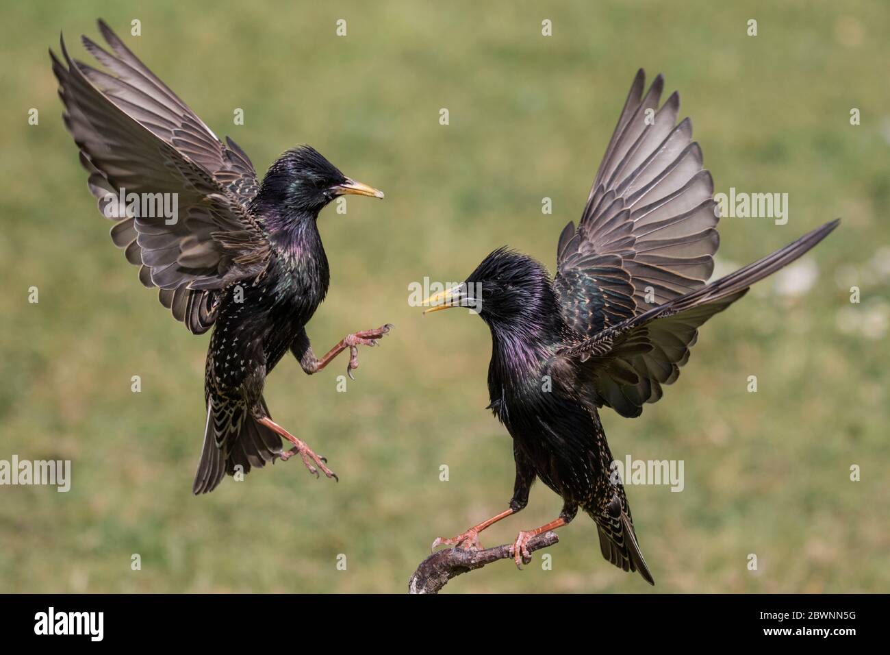 Common Starlings fighting Stock Photo - Alamy