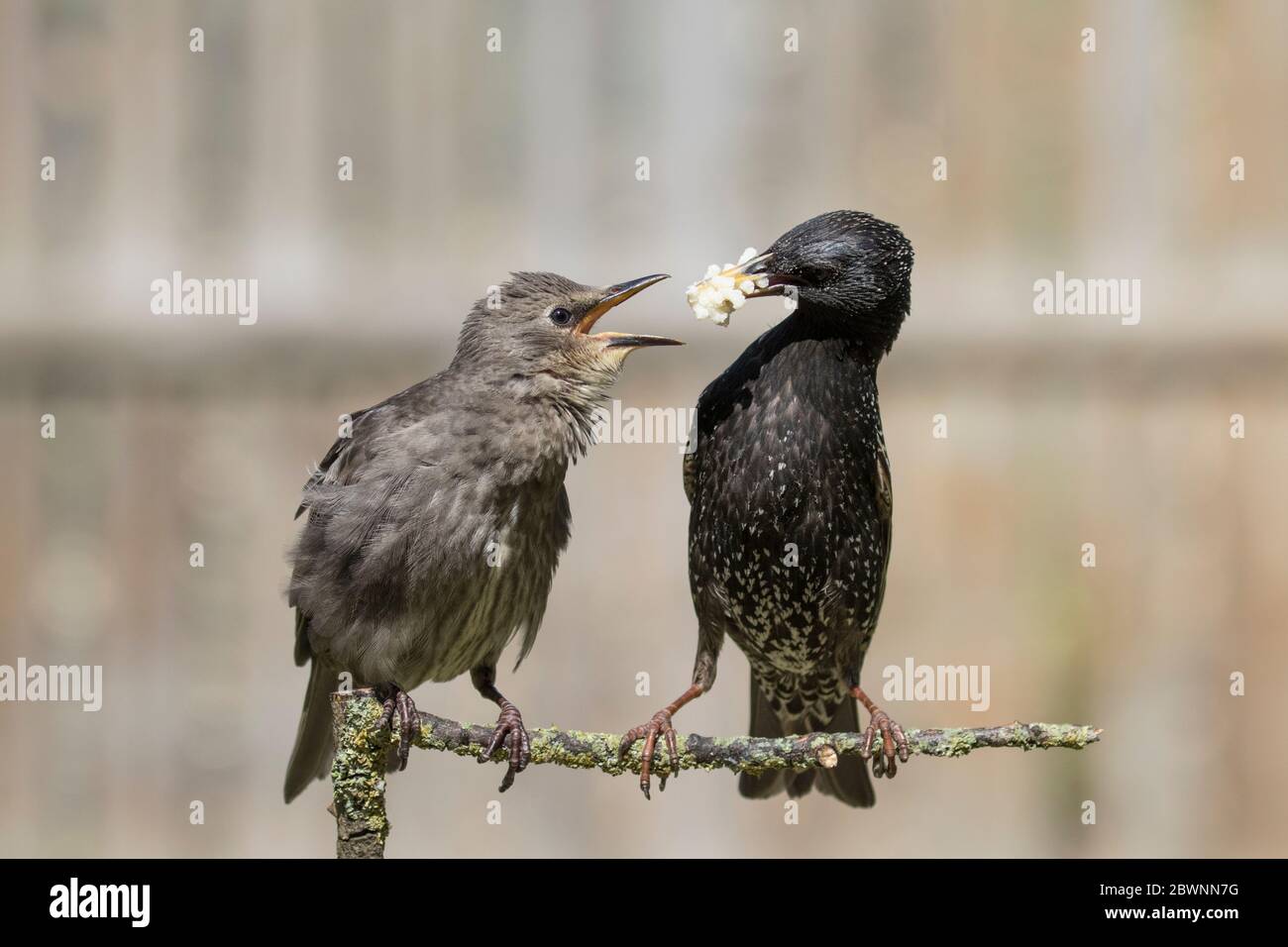 Common Starling feeding a fledgling Stock Photo - Alamy