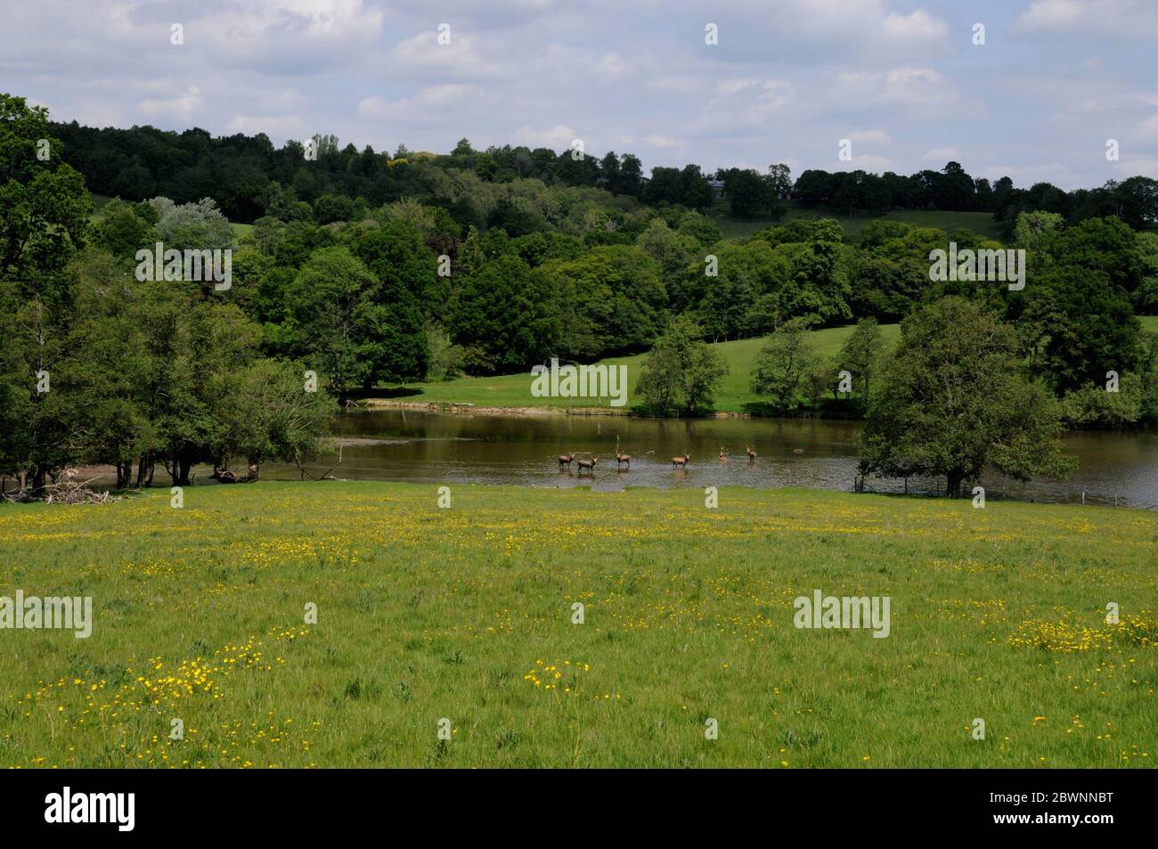 View of stags crossing the water in the Deer Park of the Wadhurst Park ...